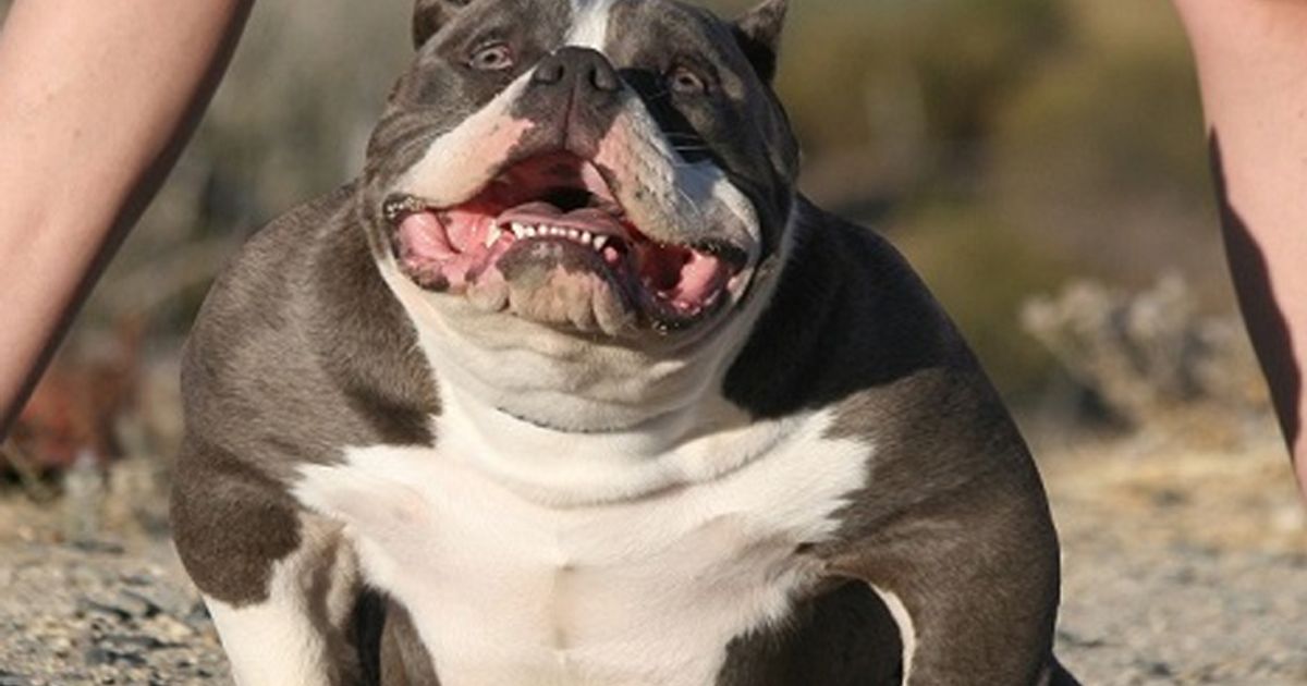 Dier&Recht voert actie tegen fokken misvormde buldogs | Radar