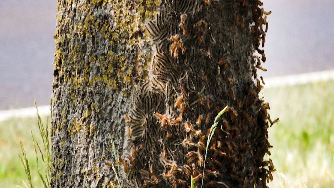 Processierups bestrijden met natuurlijke vijand lijkt succesvol - Radar ...