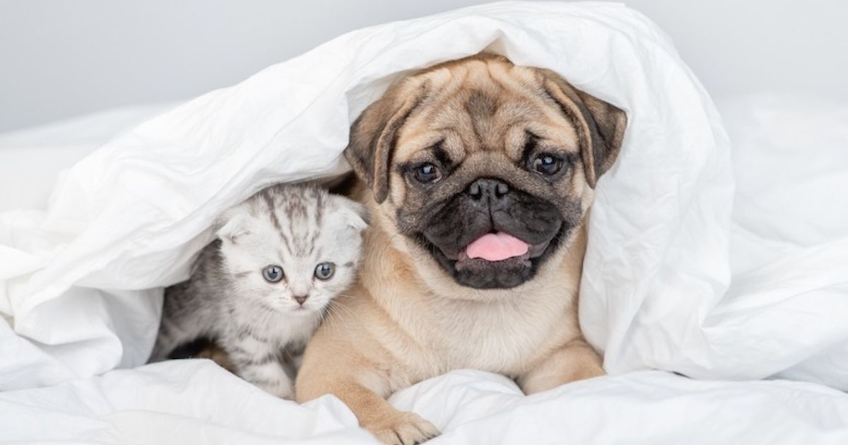 Mopshondjes en katten met vouwoortjes: doorgefokte huisdieren ...