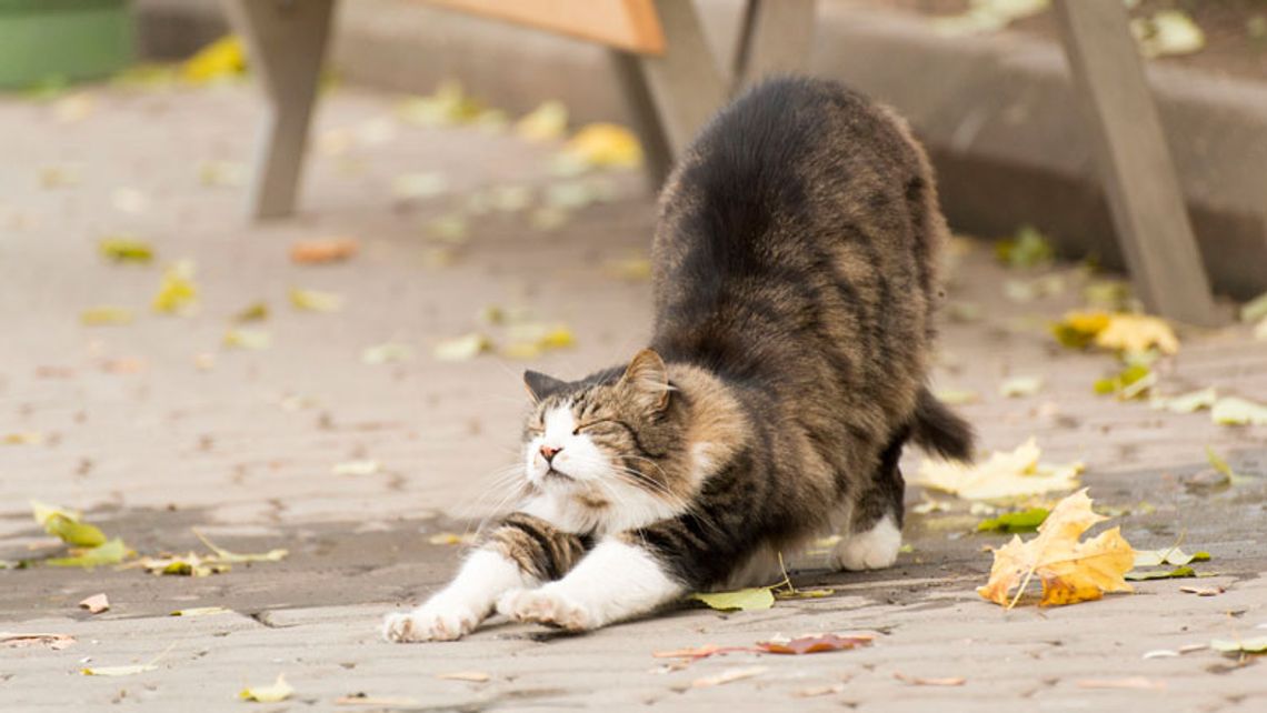 Boete voor loslopende en poepende katten? - Radar - het ...