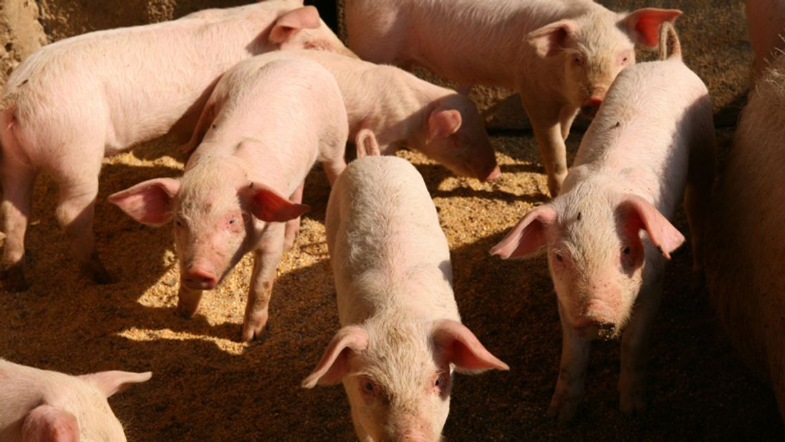 Varkens in Nood klaagt supermarkt Dirk aan - Radar - het ... Varkens in Nood klaagt supermarkt Dirk aan - Radar - het ...