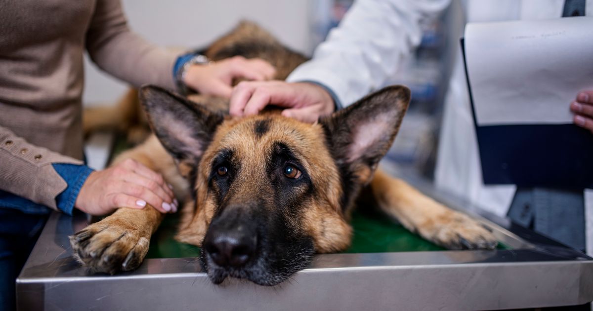 Meerdere honden doodziek na eten Barkoo kauwbotten: ‘Zijn door een hel ...